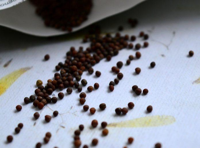 Seme je rastlina v malem - Ambienti