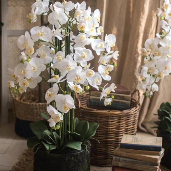 Kako pravilno skrbeti za orhideje, da vam bodo obilno cvetele? - Ambienti