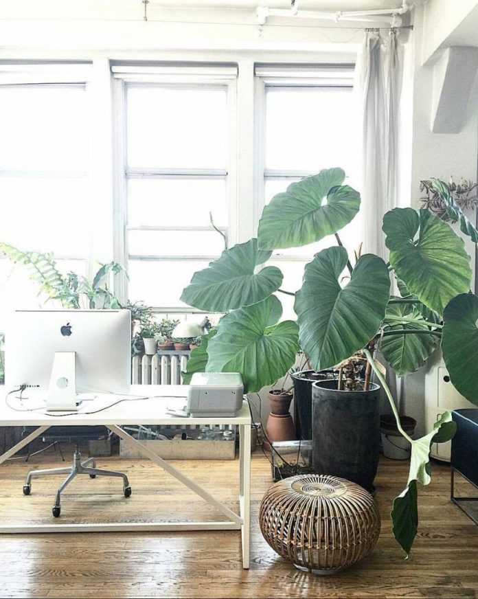 Adam: kako skrbeti za priljubljeno rastlino? - Ambienti