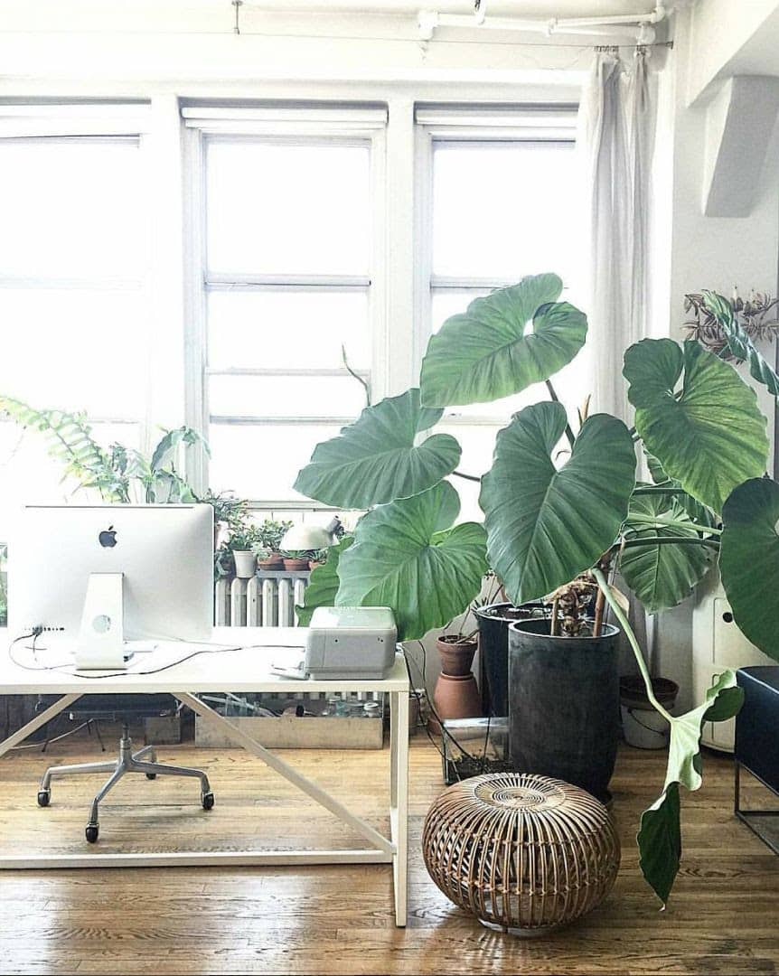 Adam: kako skrbeti za priljubljeno rastlino? - Ambienti