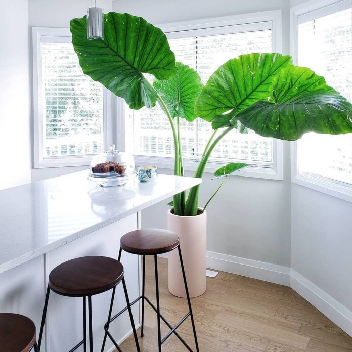 Adam: kako skrbeti za priljubljeno rastlino? - Ambienti