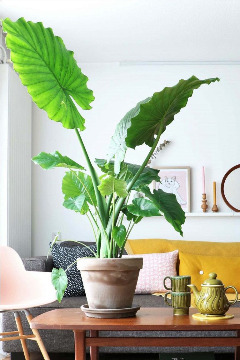 Adam: kako skrbeti za priljubljeno rastlino? - Ambienti