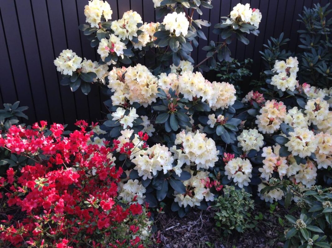 Barvit vrt, kamor lahko vstopijo le prijatelji - Ambienti